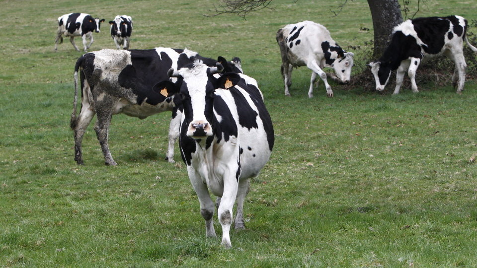 La vaca frisona, la soberana lechera